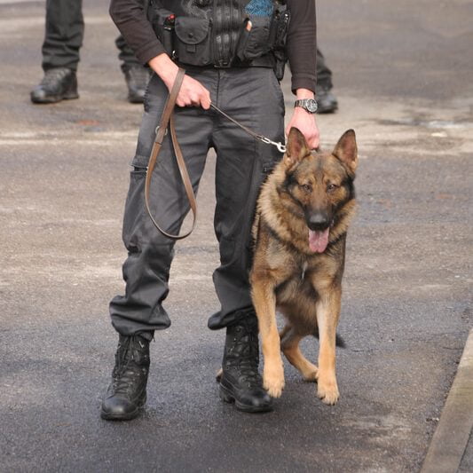 Do Police Dogs Live With Their Handler